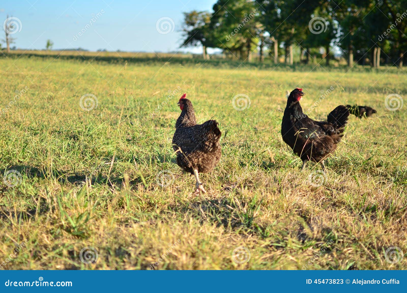 Chickens in field stock image. Image of soja, daylight - 45473823
