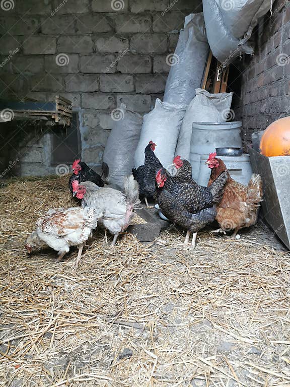 Chickens Foraging in a Rustic Barn Setting during Late Afternoon Light ...