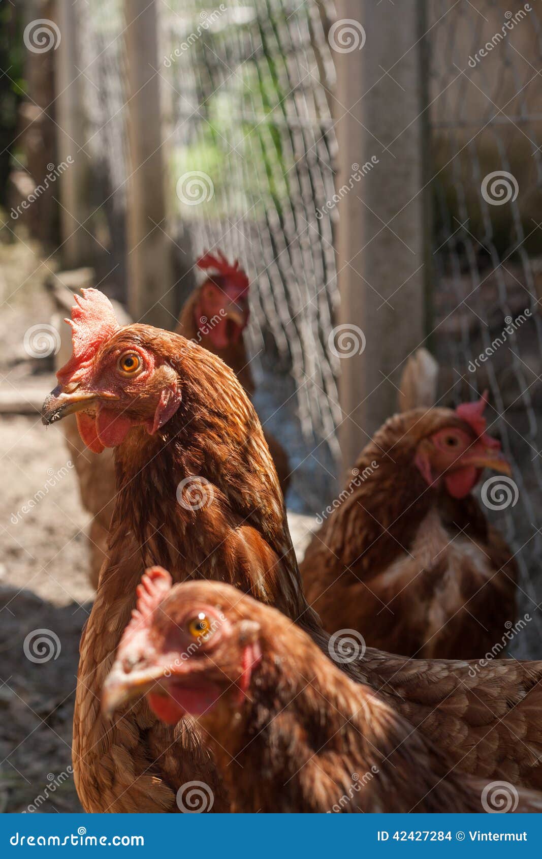 Chickens stock photo. Image of working, animal, comb - 42427284