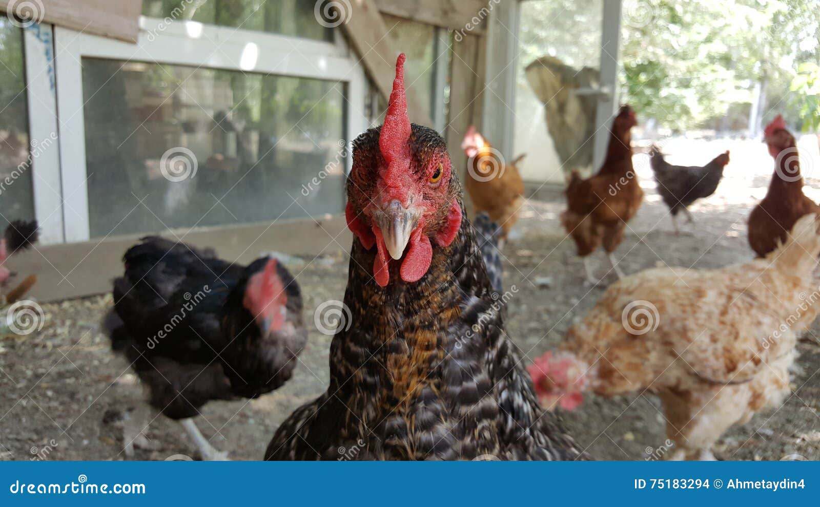 Chickens stock photo. Image of chick, natural, chickens - 75183294