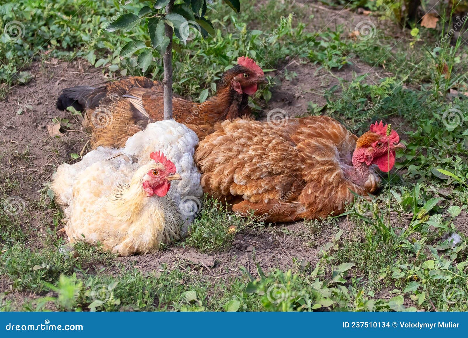 Chickens in the Garden Under a Young Tree, Chickens on the Farm Stock ...