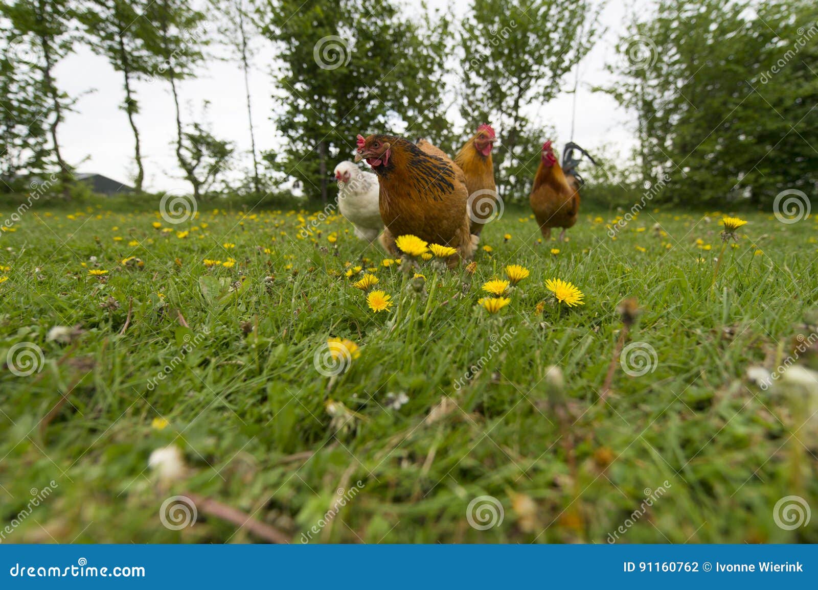 Chickens in grass stock photo. Image of stray, bird, litter - 91160762