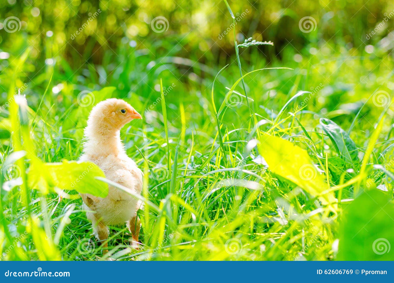 Chickens on a grass stock image. Image of beginning, adorable - 62606769