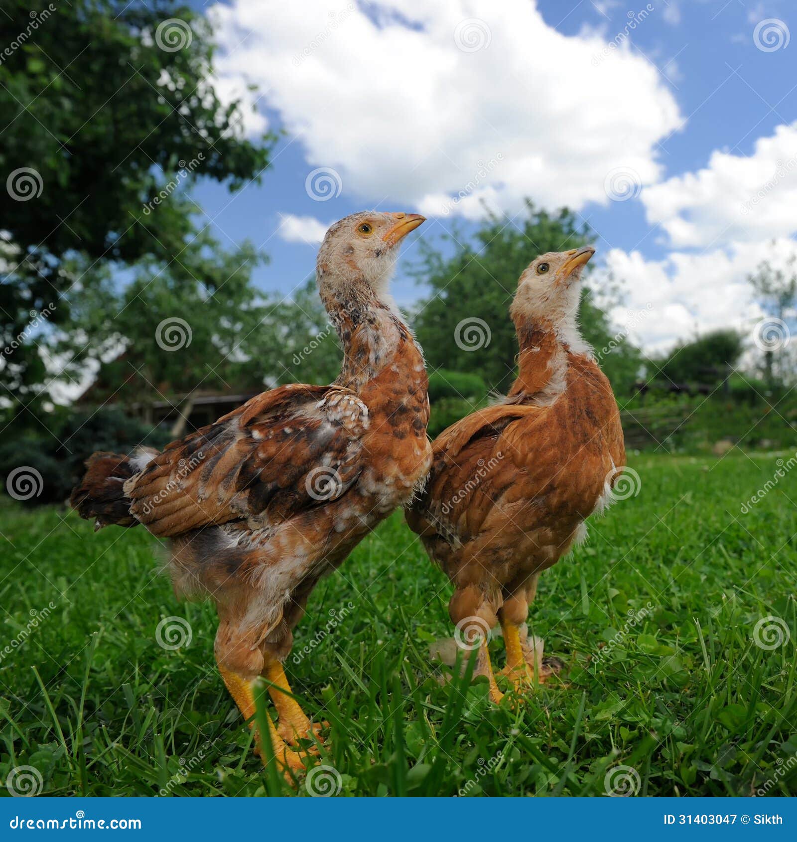 Chickens on Green Lawn Looking Up Stock Image - Image of fowl, animal ...