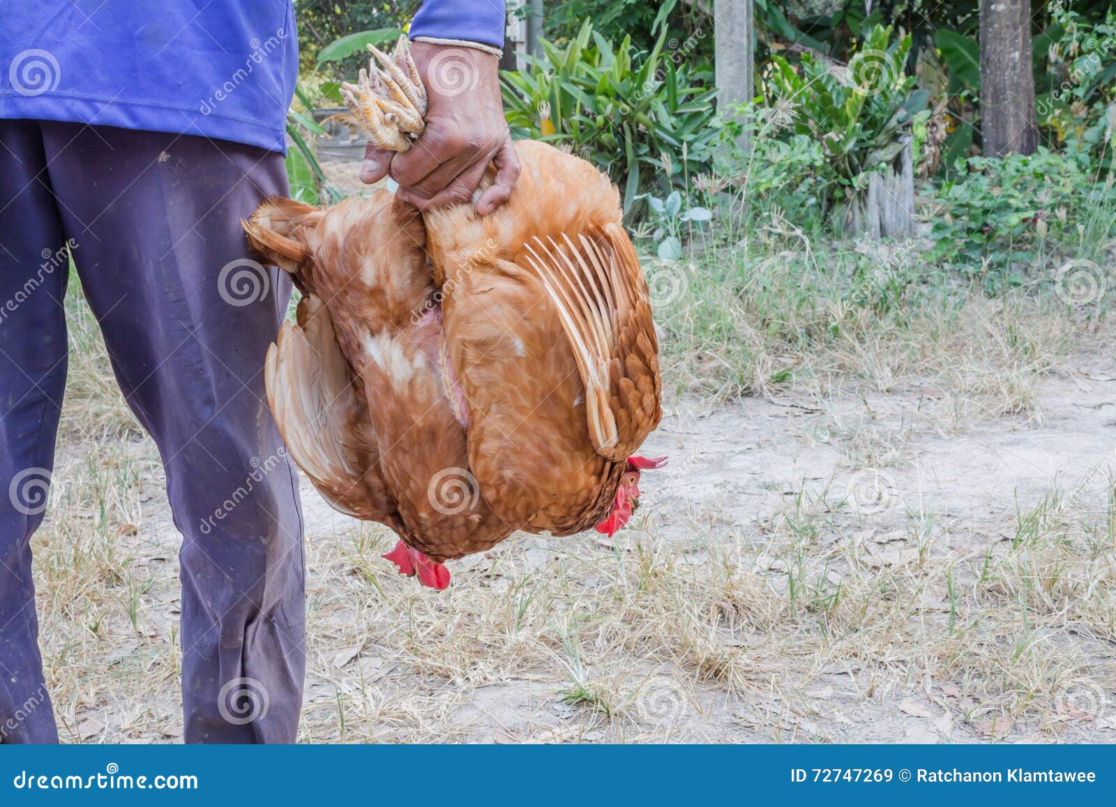 Chickens in hand. stock image. Image of legs, head, hand - 72747269