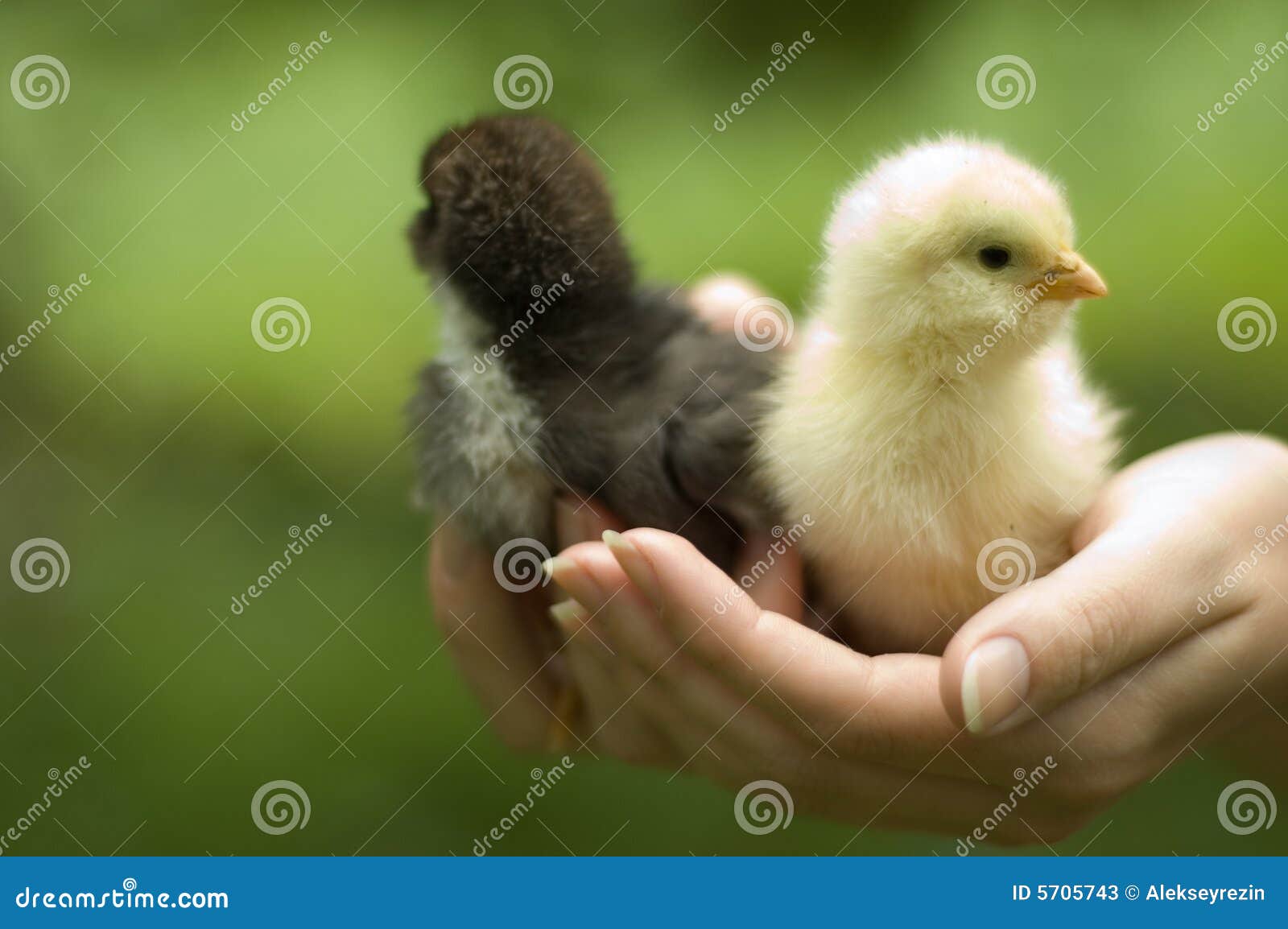 Chickens in hands stock image. Image of combs, hand, profile - 5705743