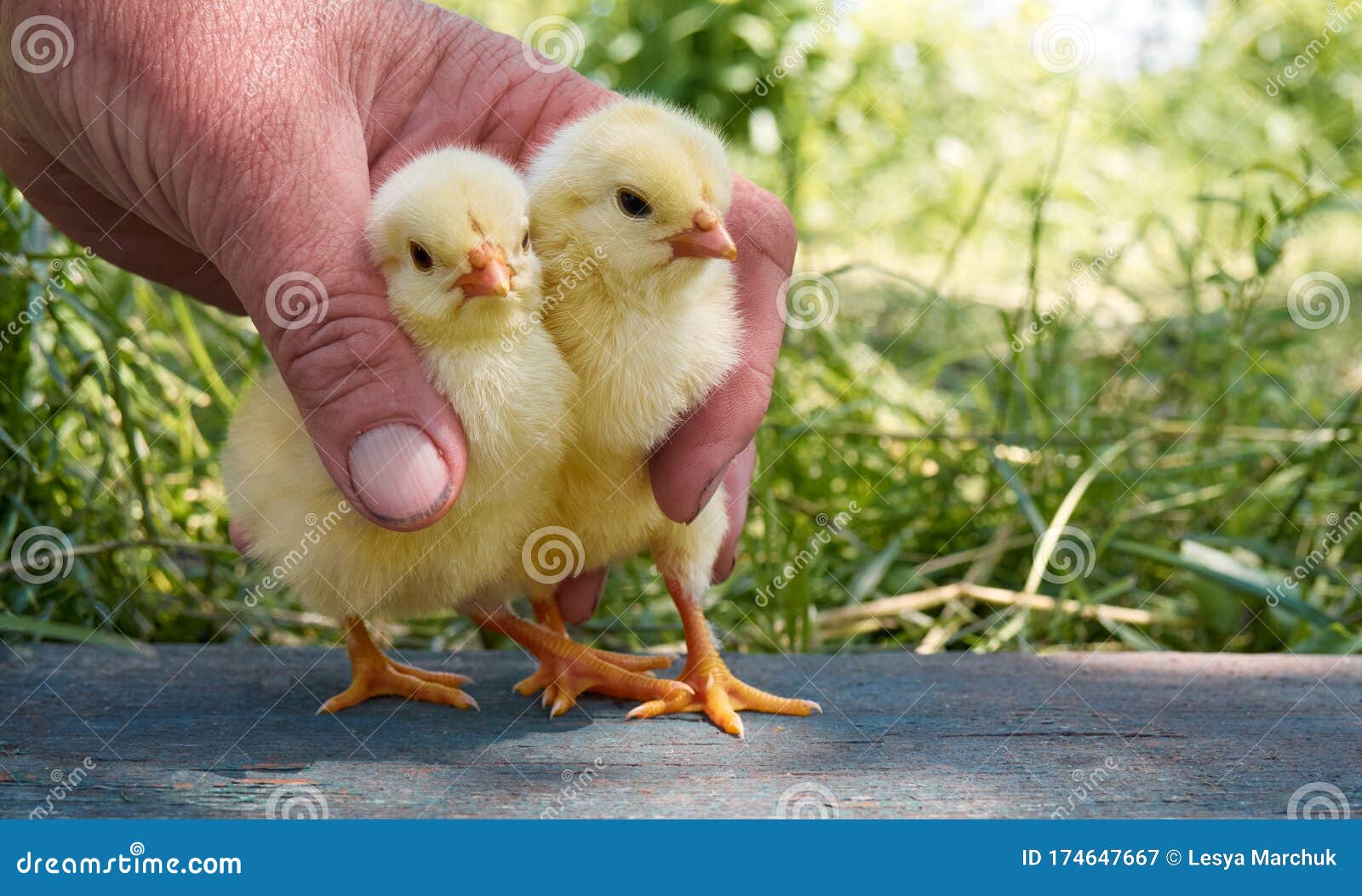 Chickens in the hands. stock image. Image of standing - 174647667