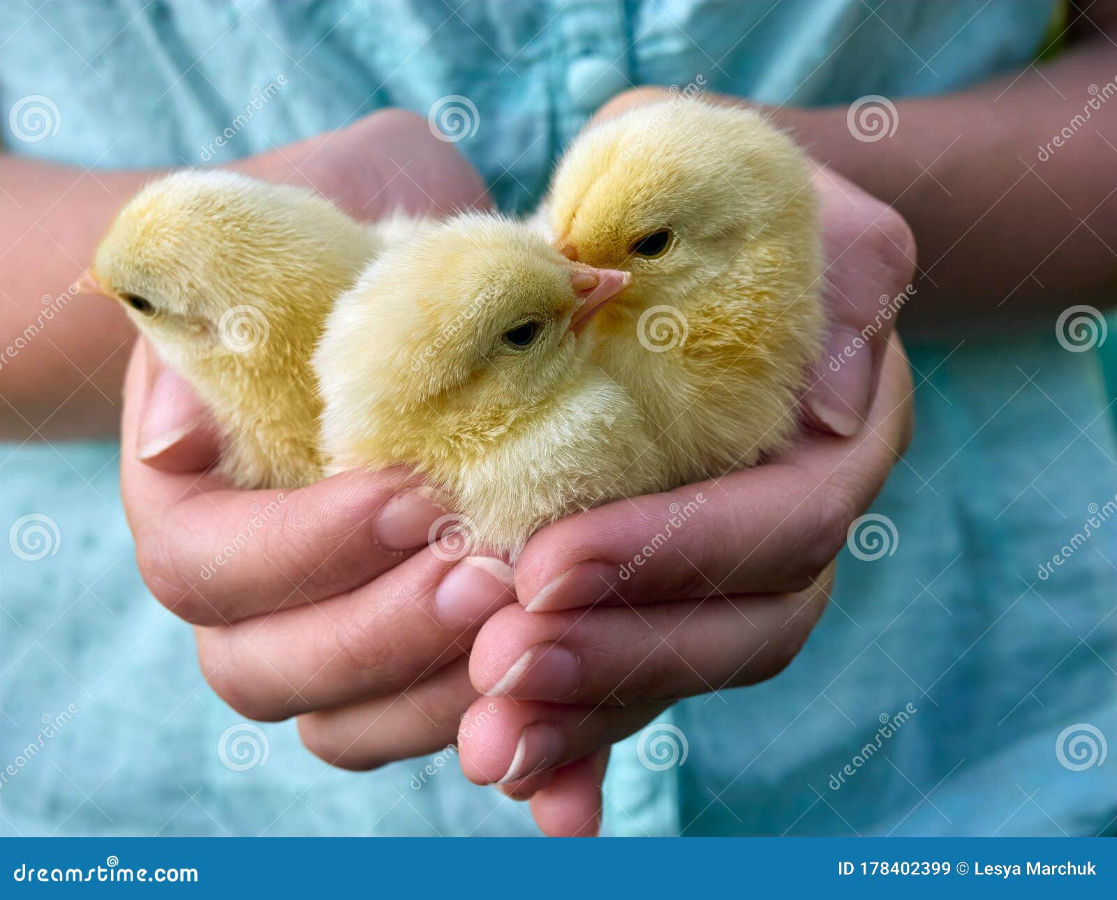 Chickens in the hands. stock image. Image of explore - 178402399