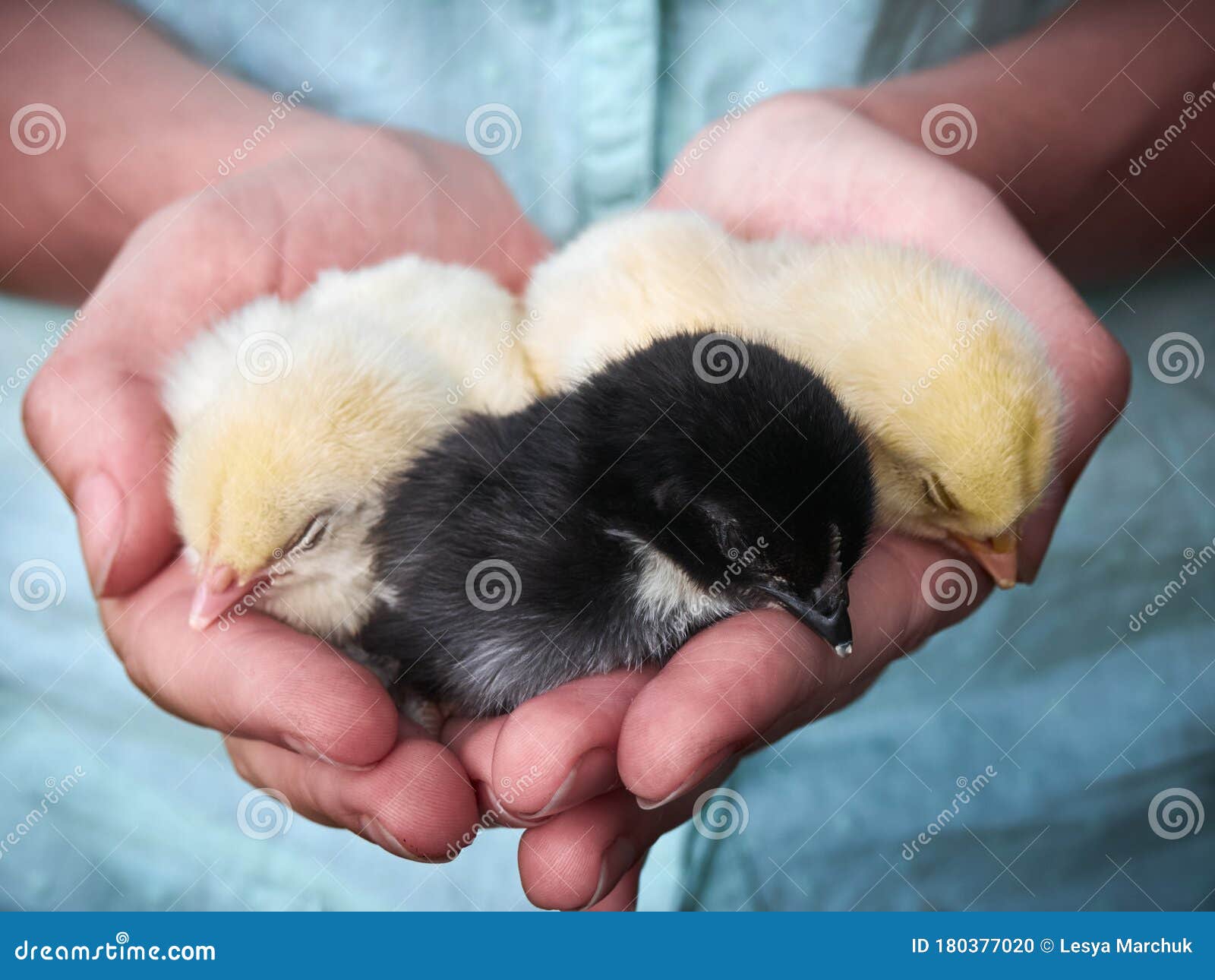 Chickens in the hands. stock photo. Image of little - 180377020