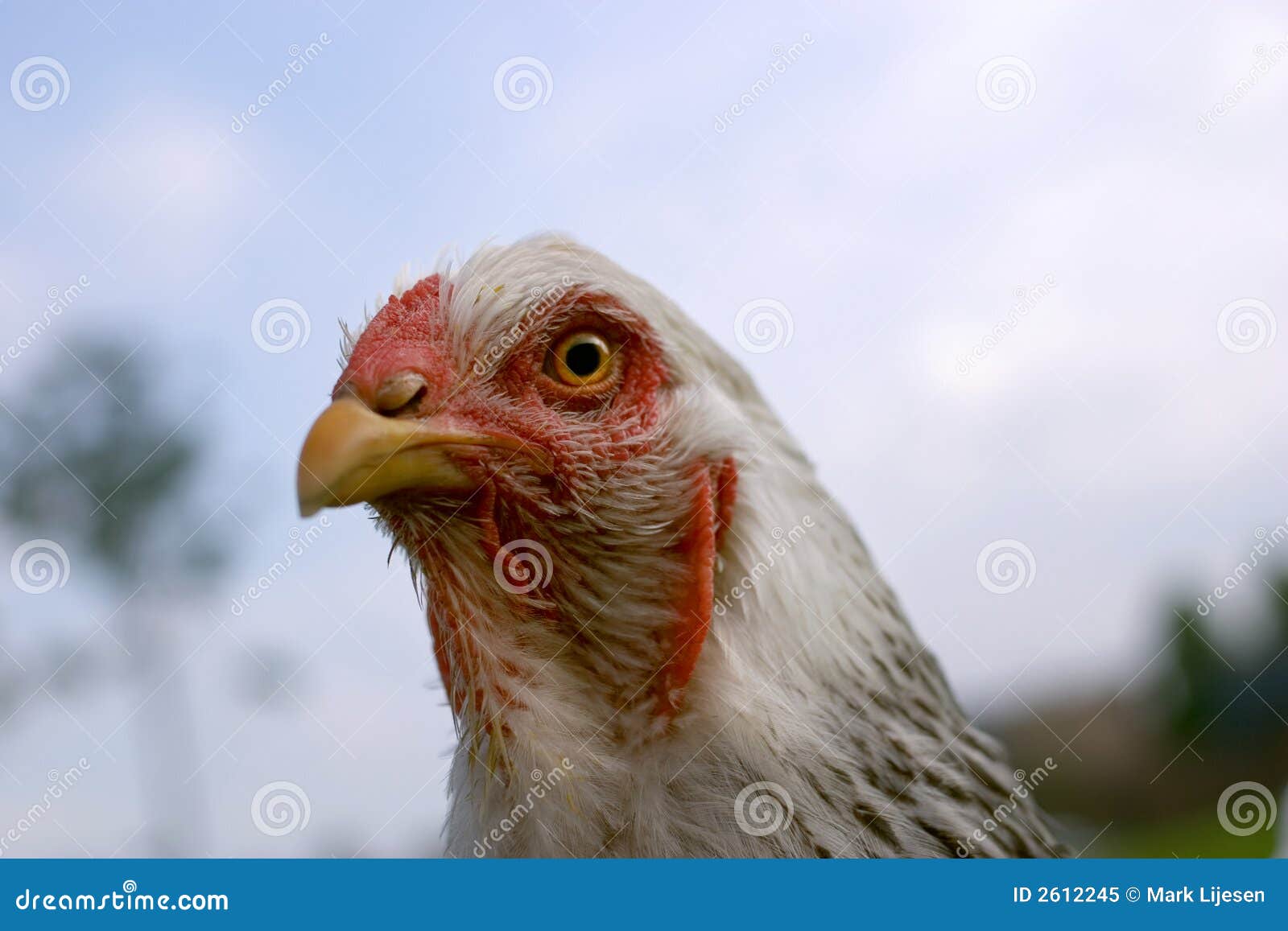 Chickens head stock image. Image of rural, animal, farm - 2612245
