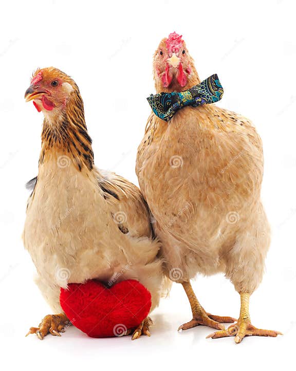 Chickens and heart stock photo. Image of animal, cluck - 169090440