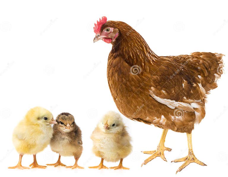 Chickens and hen stock image. Image of production, agriculture - 30466179