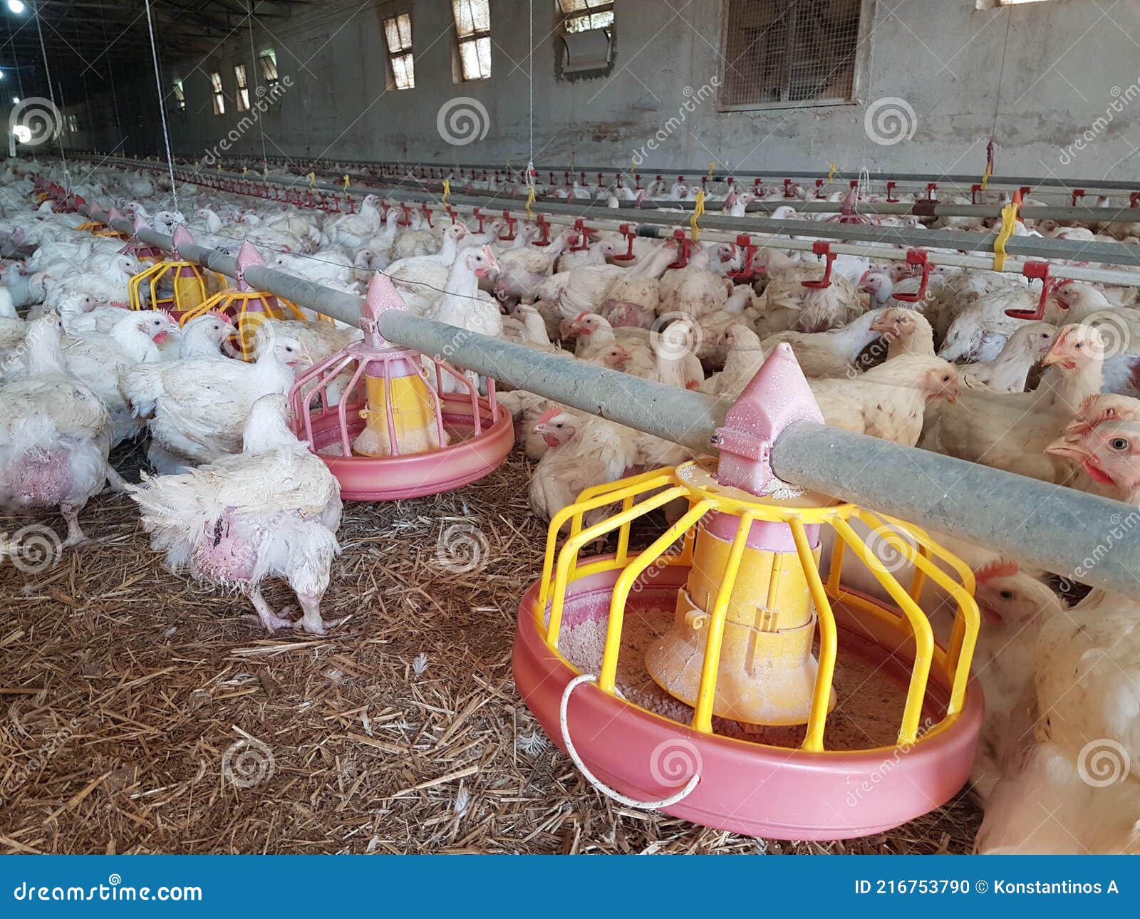 Chickens Hens Poultry Farm Many Looking Feeding Stock Photo - Image of ...