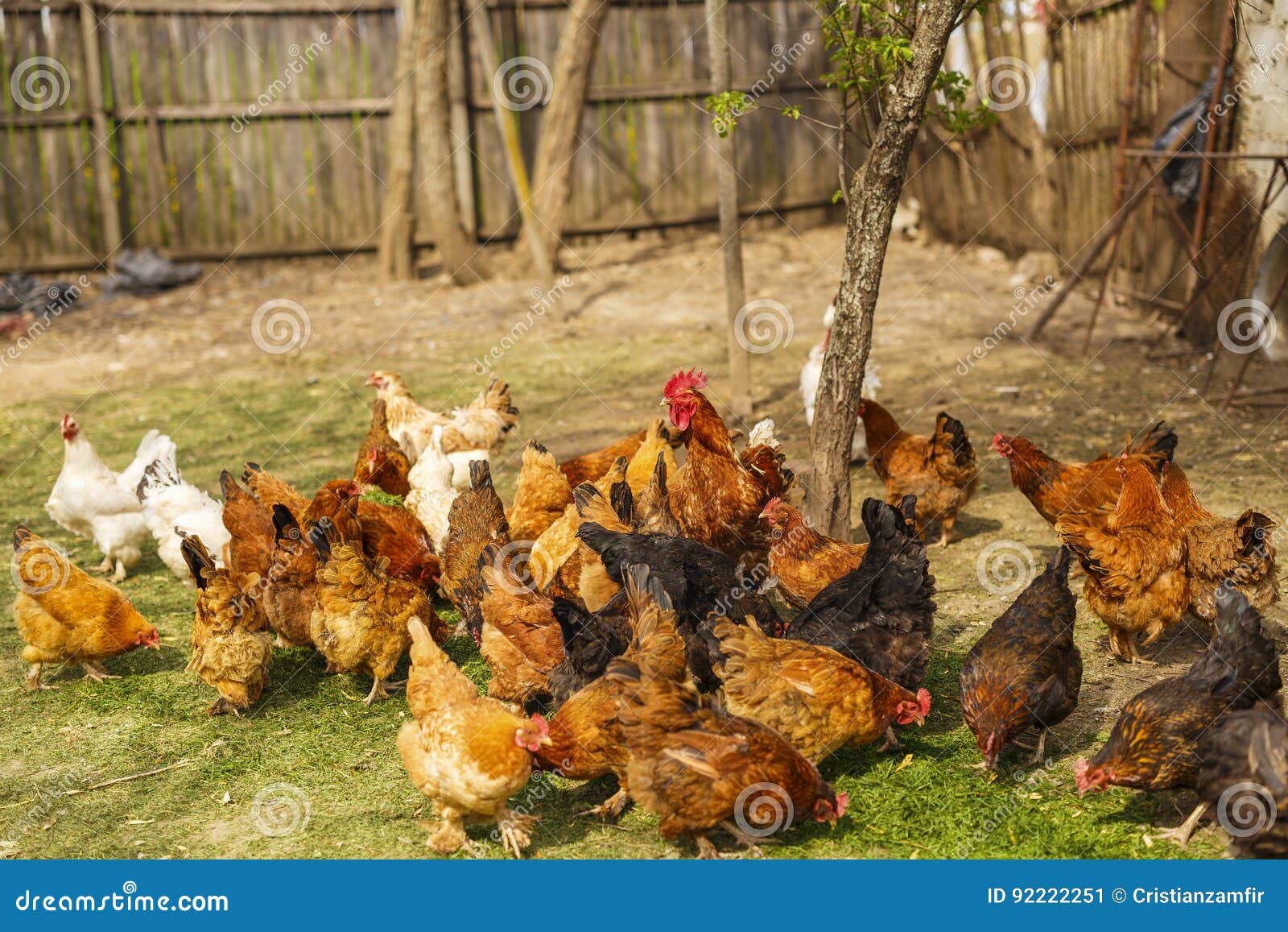 Chickens in a Household Somewhere in the Country Stock Image - Image of ...