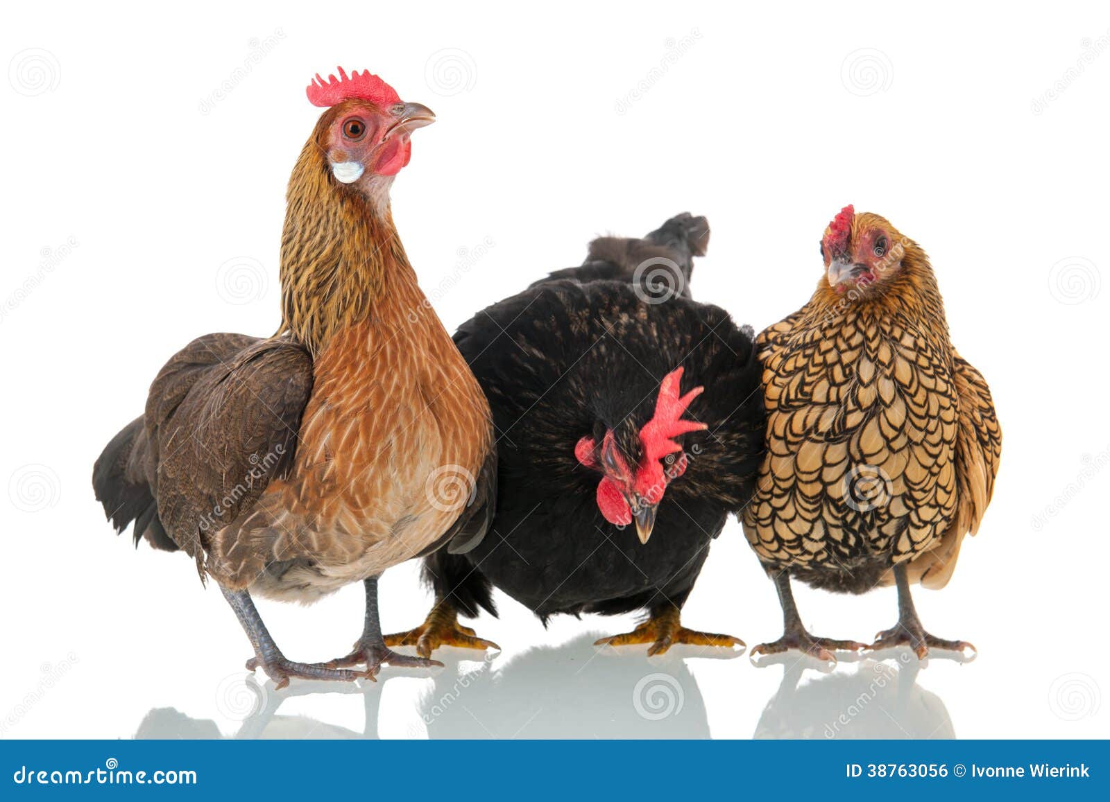 Chickens Isolated Over White Background Stock Photo - Image of chickens ...
