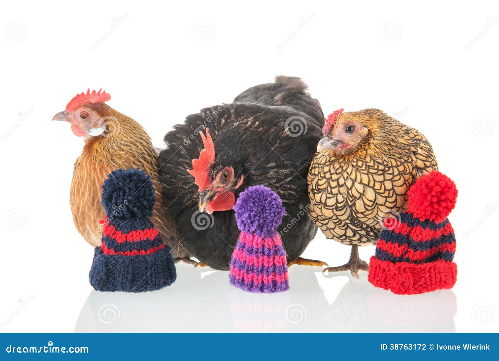 Baby Chickens In Clothes