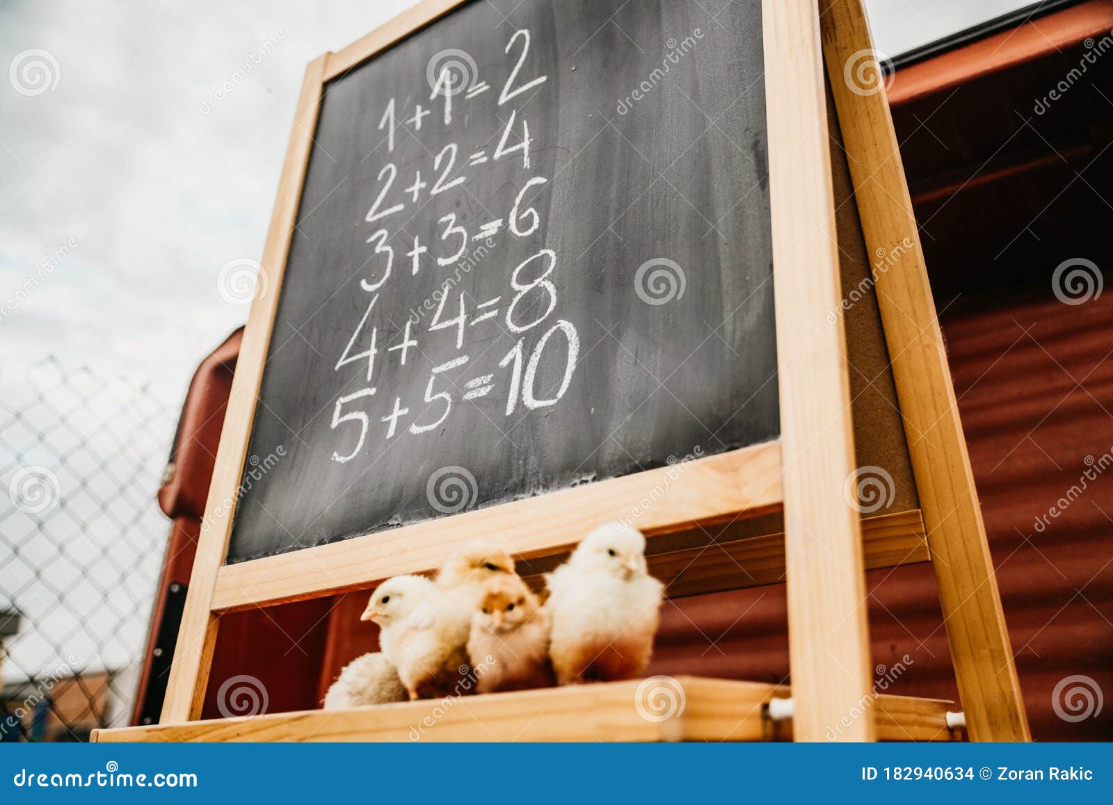 Chickens Learn Math, Animal School Stock Photo - Image of intelligence ...