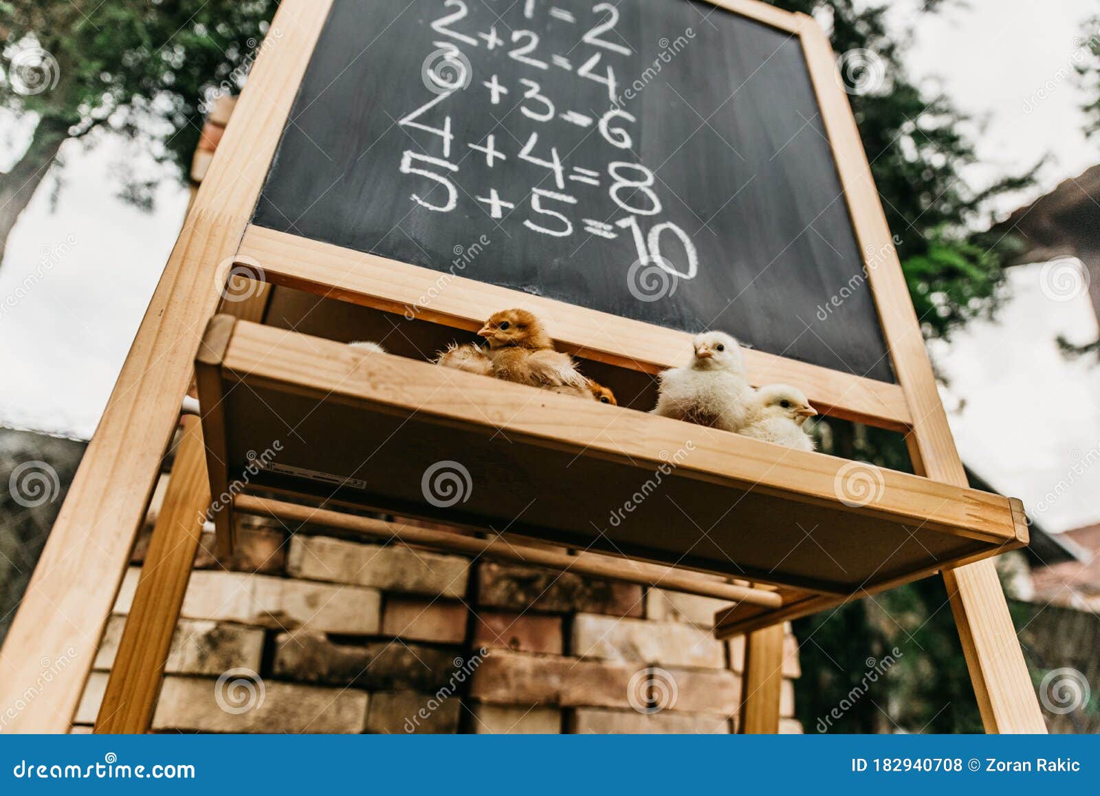 Chickens Learn Math, Animal School Stock Photo - Image of chalk ...