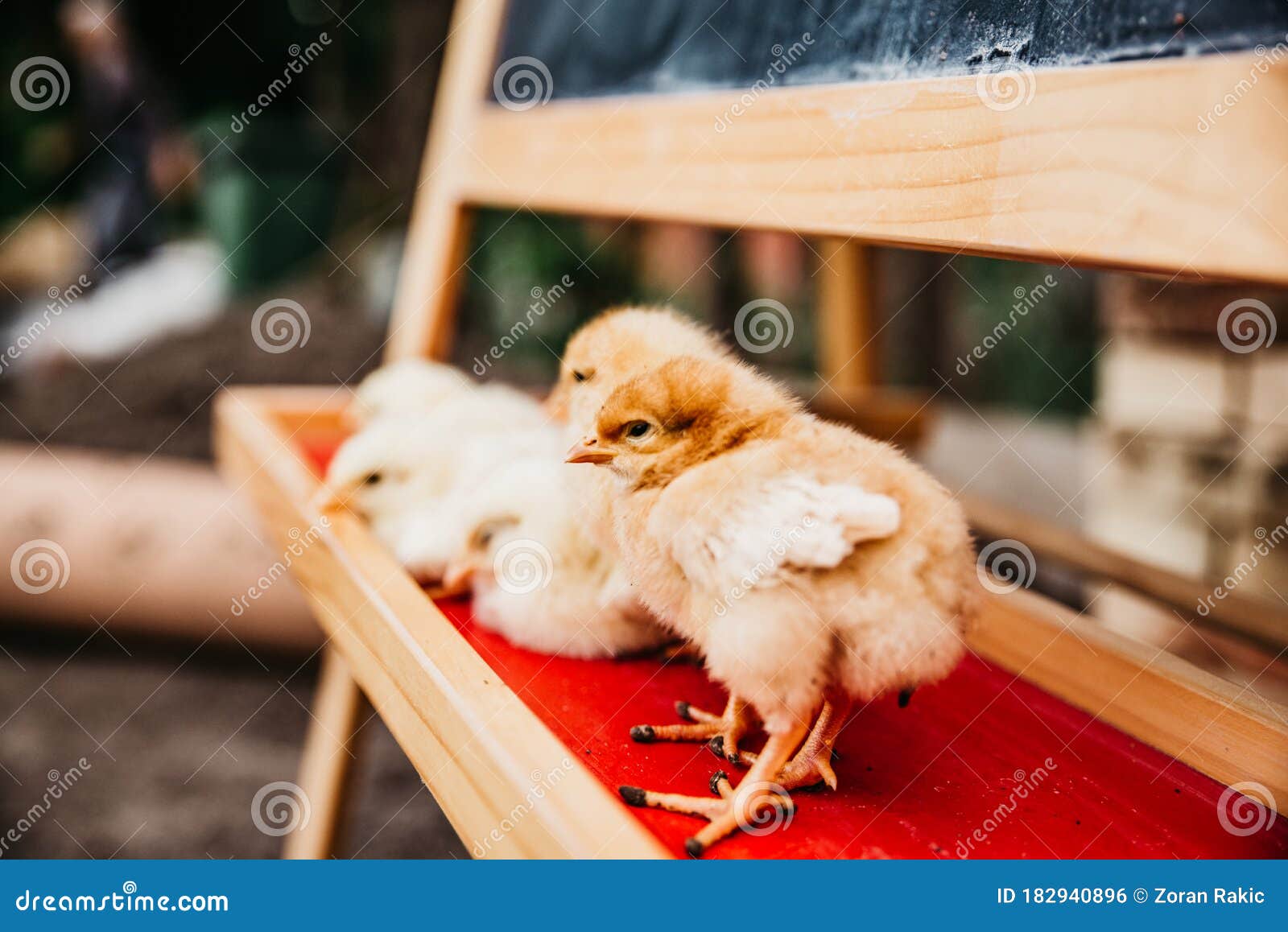 Chickens Learn Math, Animal School Stock Photo - Image of blank, garden ...