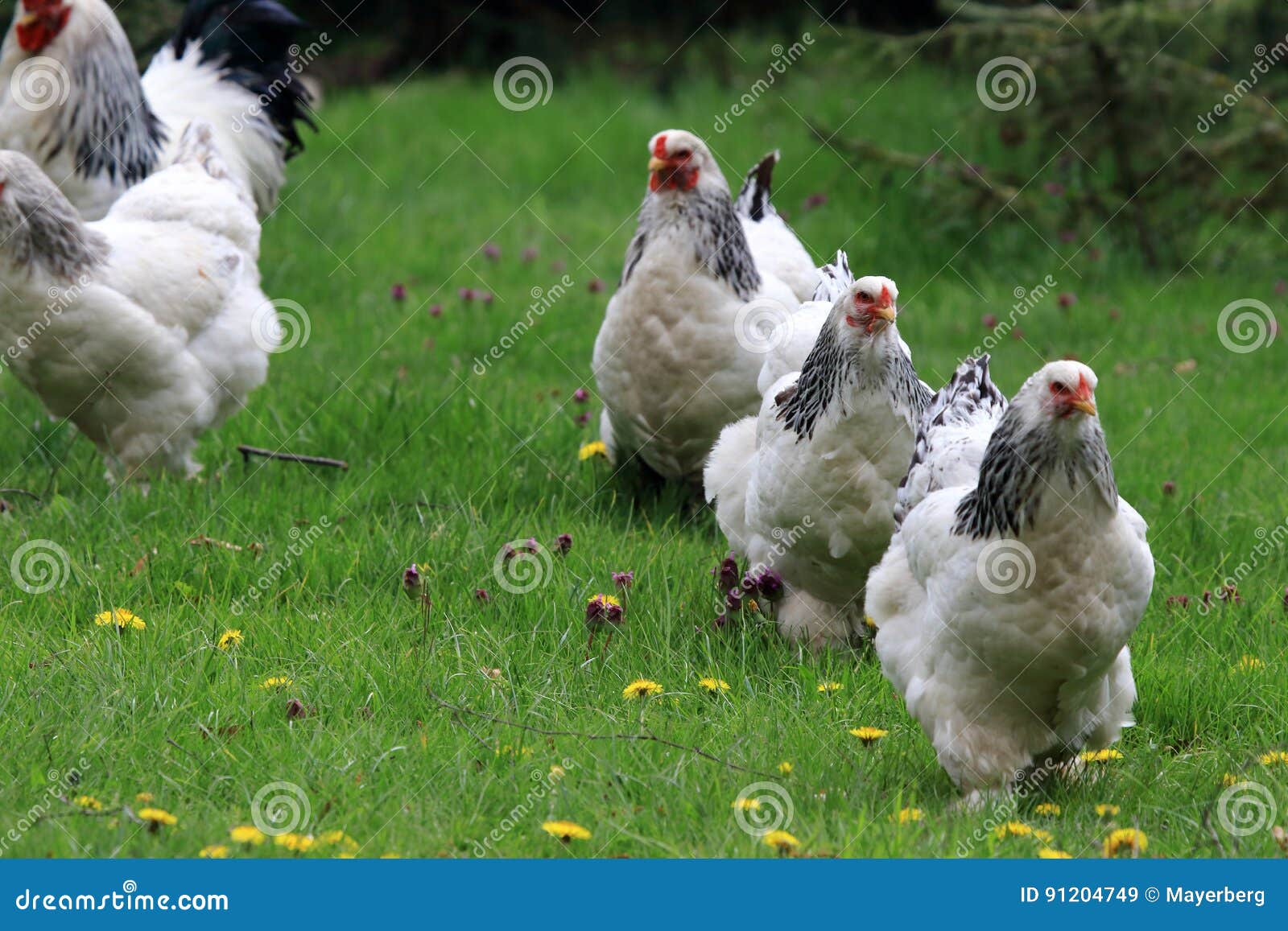 Chickens Like Scratch Outside Stock Image - Image of bird, bred: 91204749