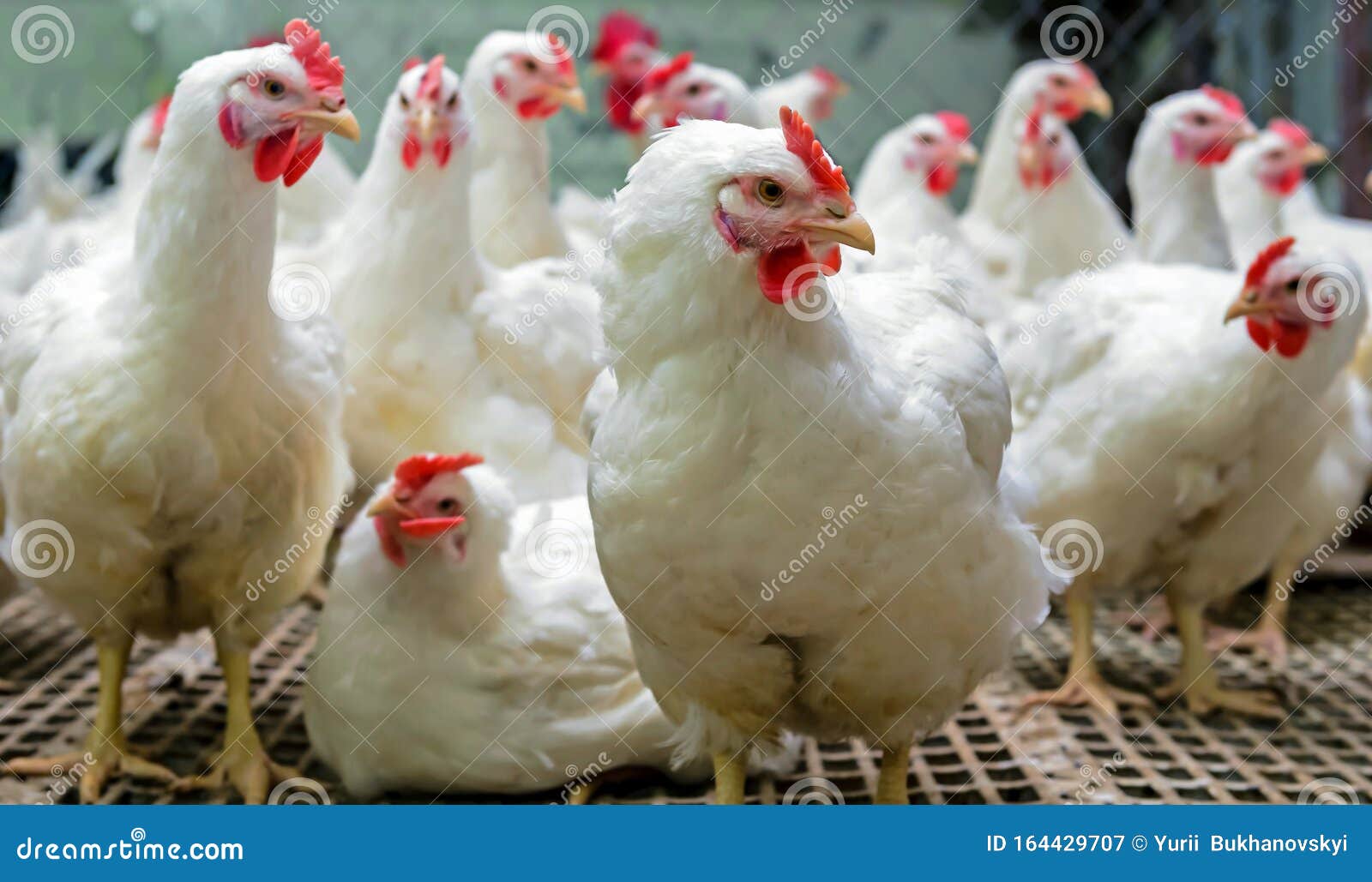 White chickens farm stock image. Image of group, organic - 164429707