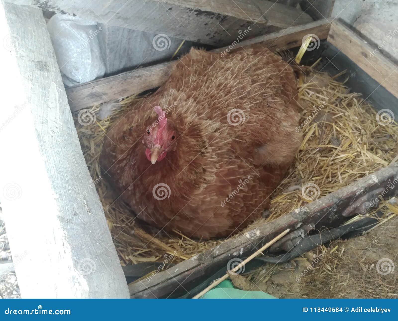 The Chickens are Lying in the Hut . Chicken Produces Eggs from Eggs ...