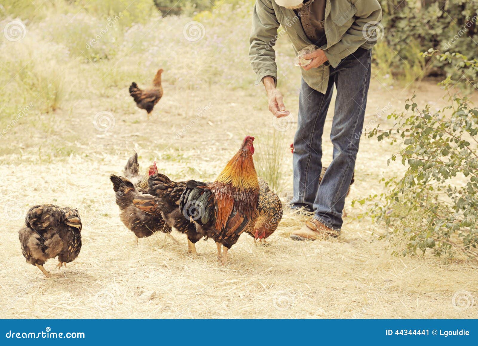 Chickens stock image. Image of finding, feathers, feeding - 44344441