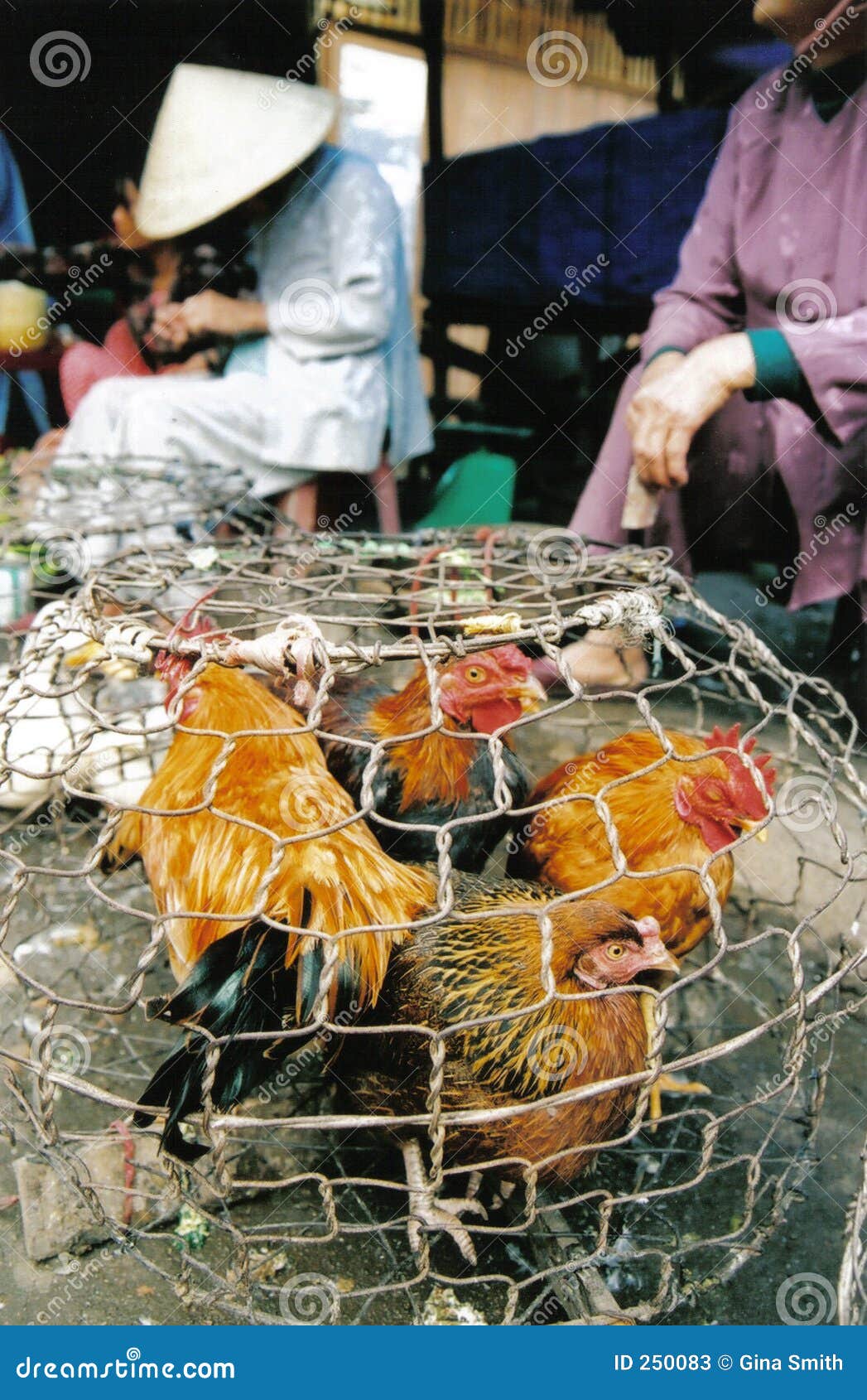 Chickens at market stock image. Image of asia, barn, industry - 250083