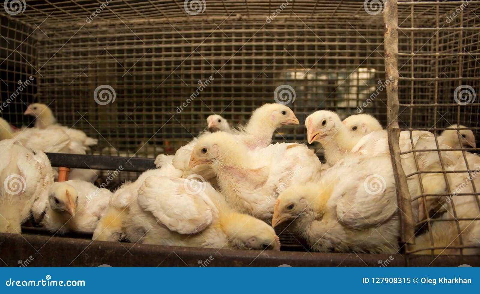 Three-week Chickens at the Poultry Farm Stock Image - Image of ...