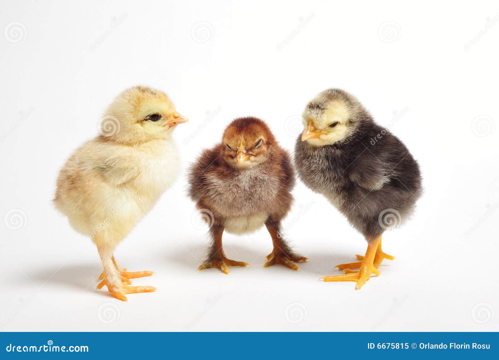 Chickens meeting stock image. Image of fragile, brothers - 6675815