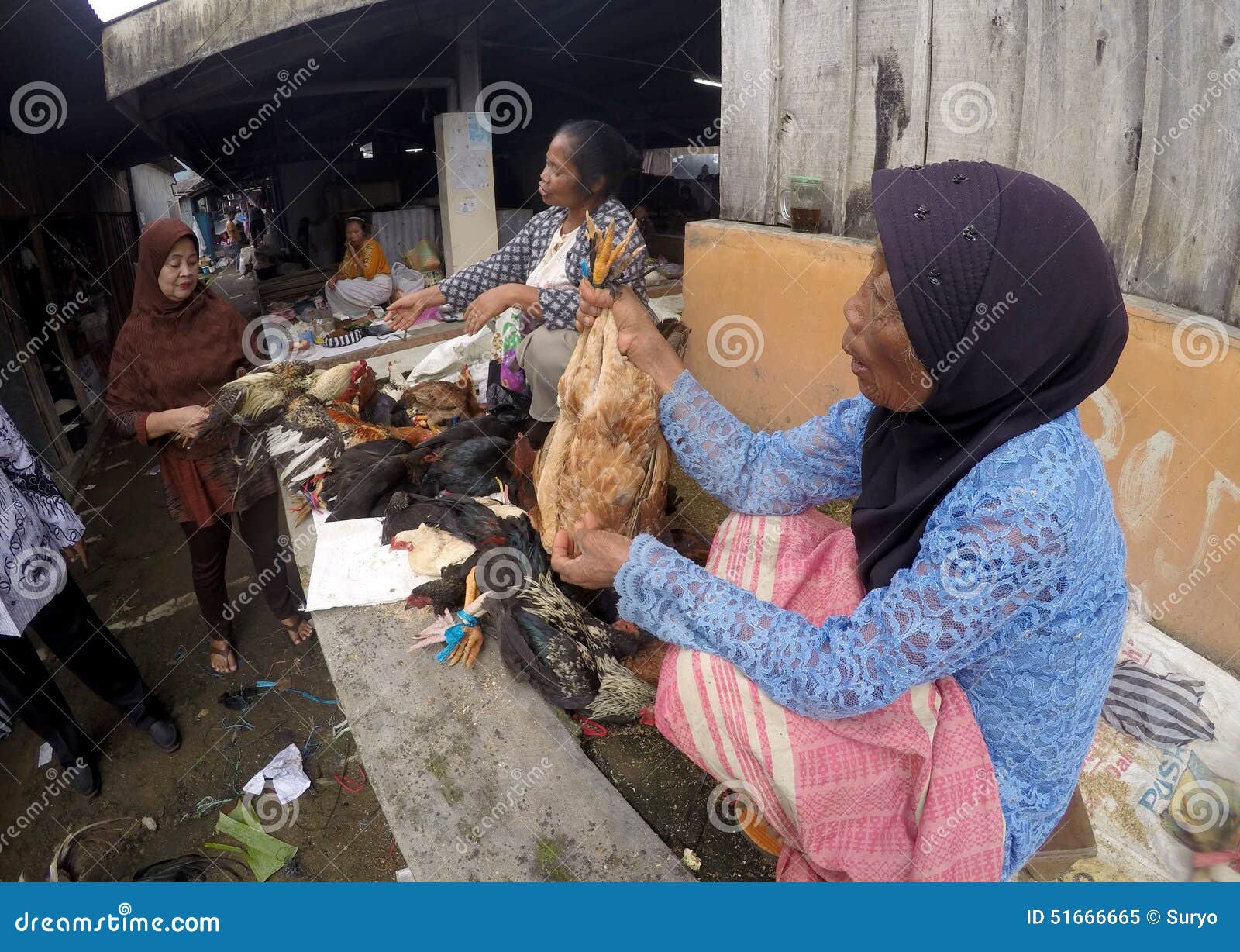 Chickens editorial image. Image of indonesia, java, farm - 51666665