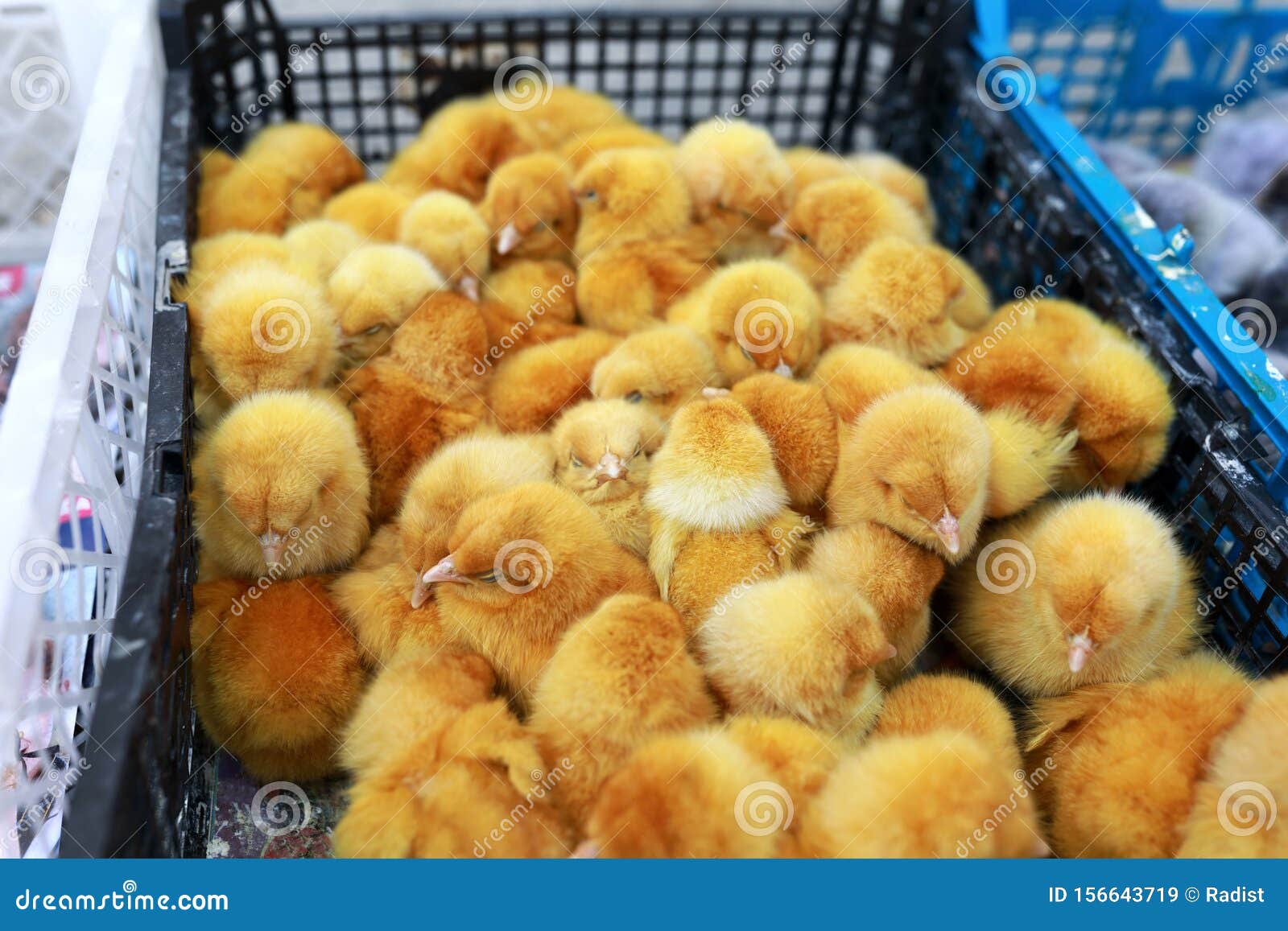 Chickens in mesh box stock image. Image of industry - 156643719