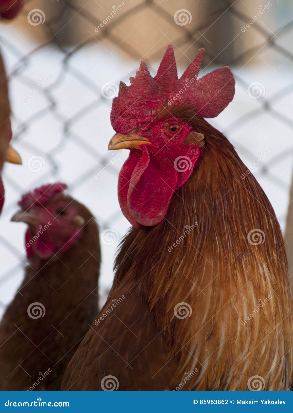 Chickens stock photo. Image of male, bird, flock, meat - 85963862
