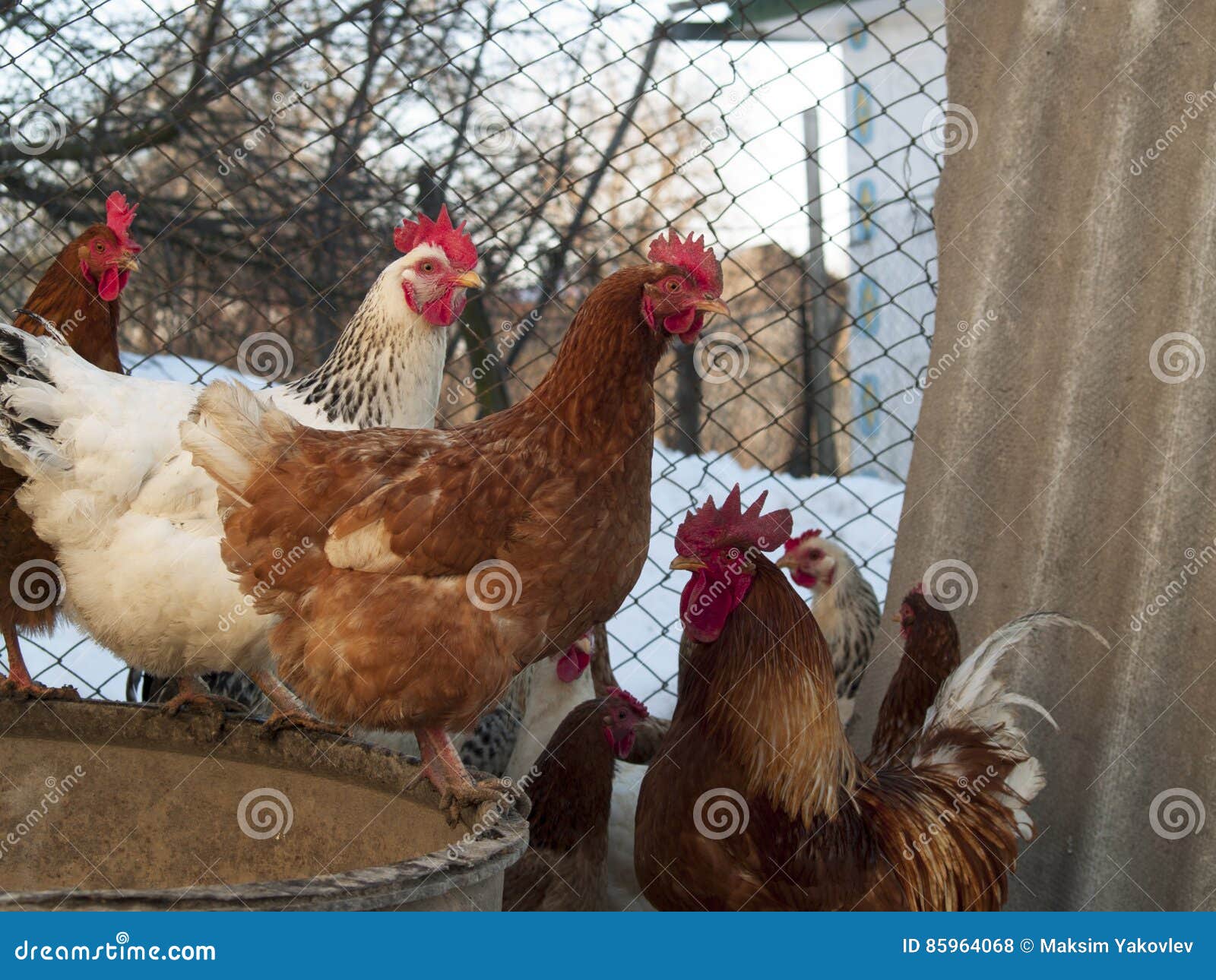 Chickens stock photo. Image of bird, jelly, diet, chicken - 85964068