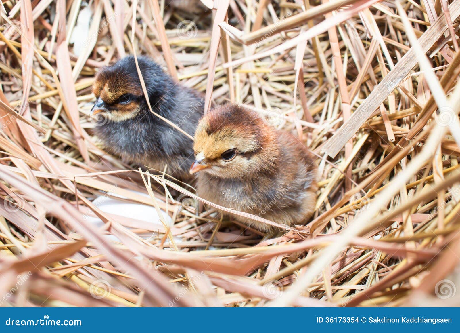Chickens in a nest stock photo. Image of farm, animal - 36173354