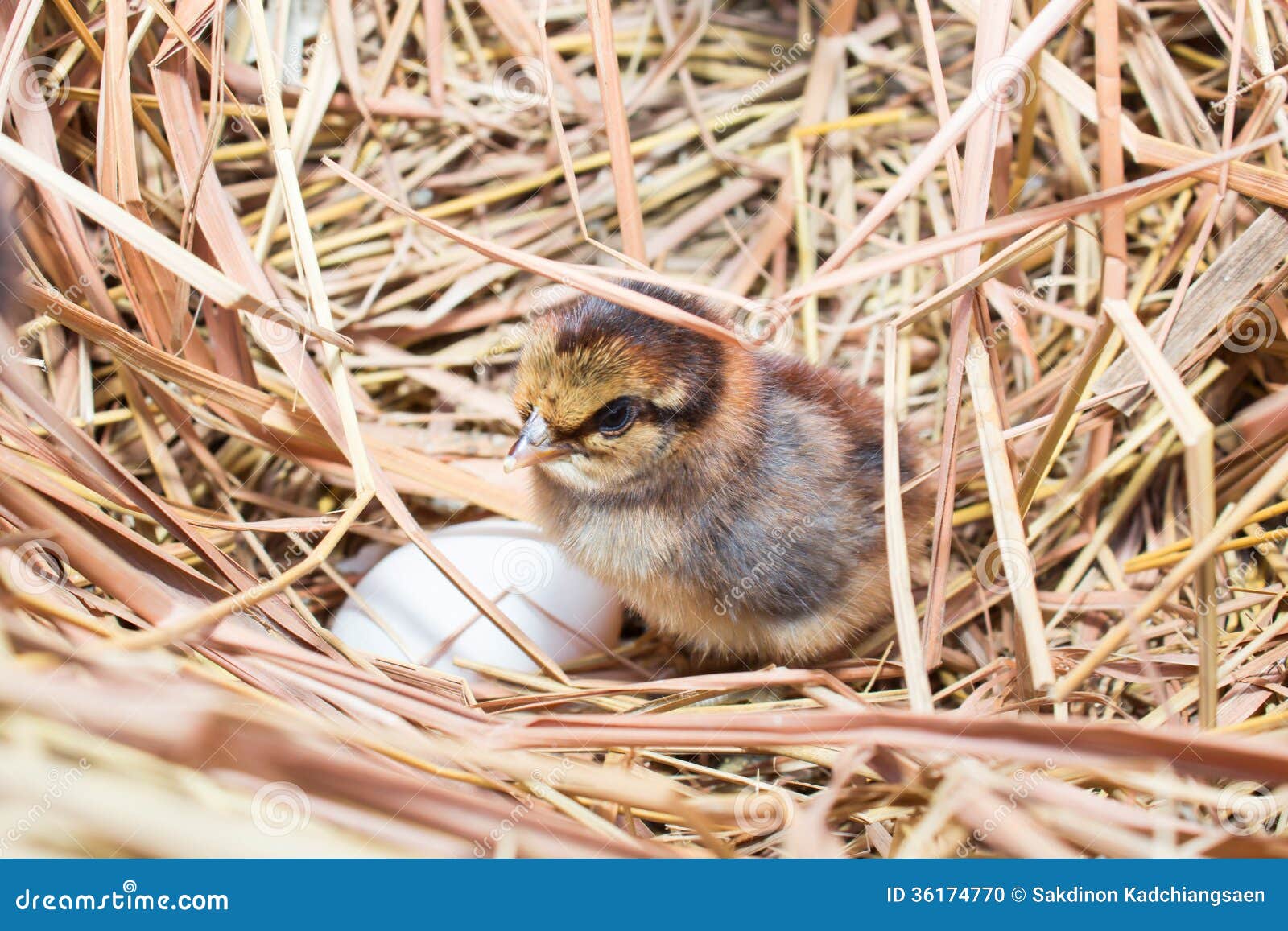 Chickens in a nest stock photo. Image of bird, three - 36174770