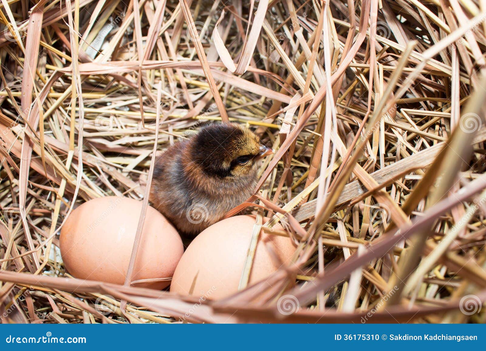 Chickens in a nest stock photo. Image of reflection, animal - 36175310