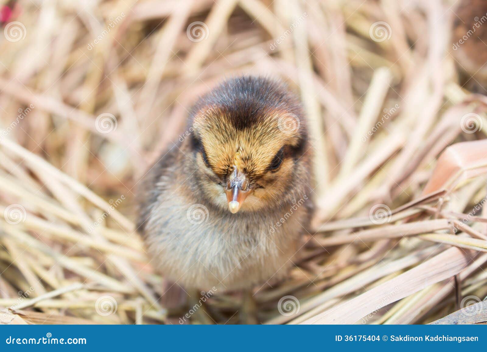 Chickens in a nest stock photo. Image of orange, farming - 36175404
