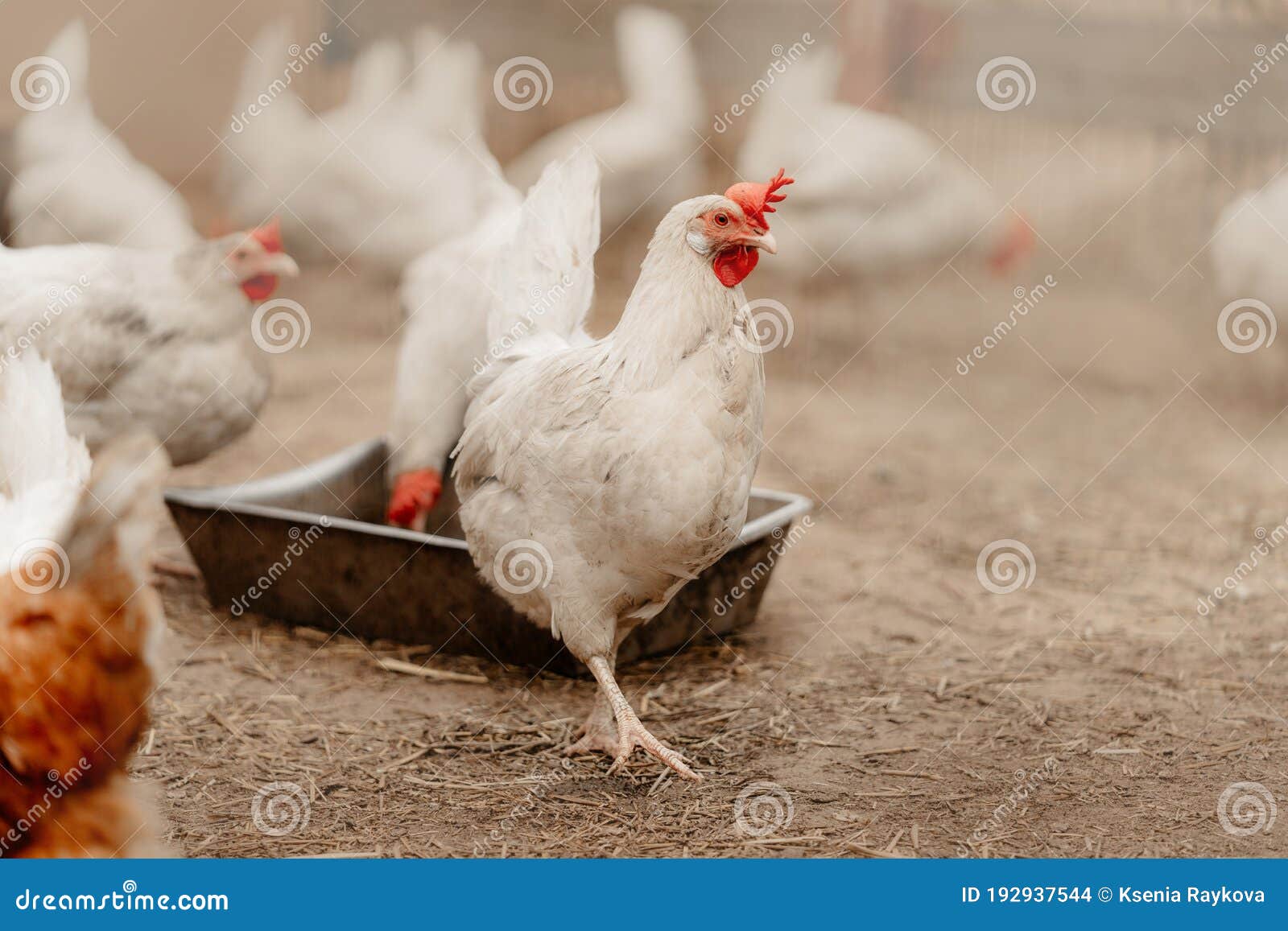 Chicken Farm For Breeding And Raising Chickens. Workshop Of The Poultry ...