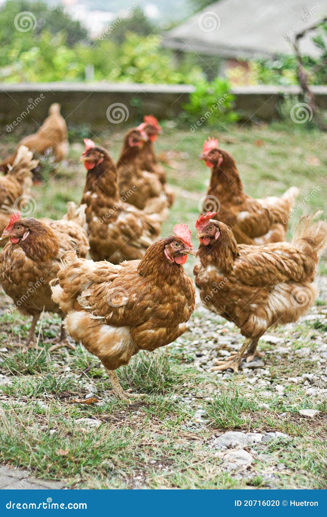 Chickens outside farm stock photo. Image of walk, animal - 20716020