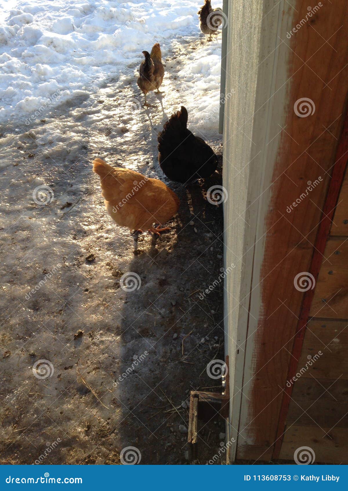 Chickens in the path stock image. Image of eating, path - 113608753