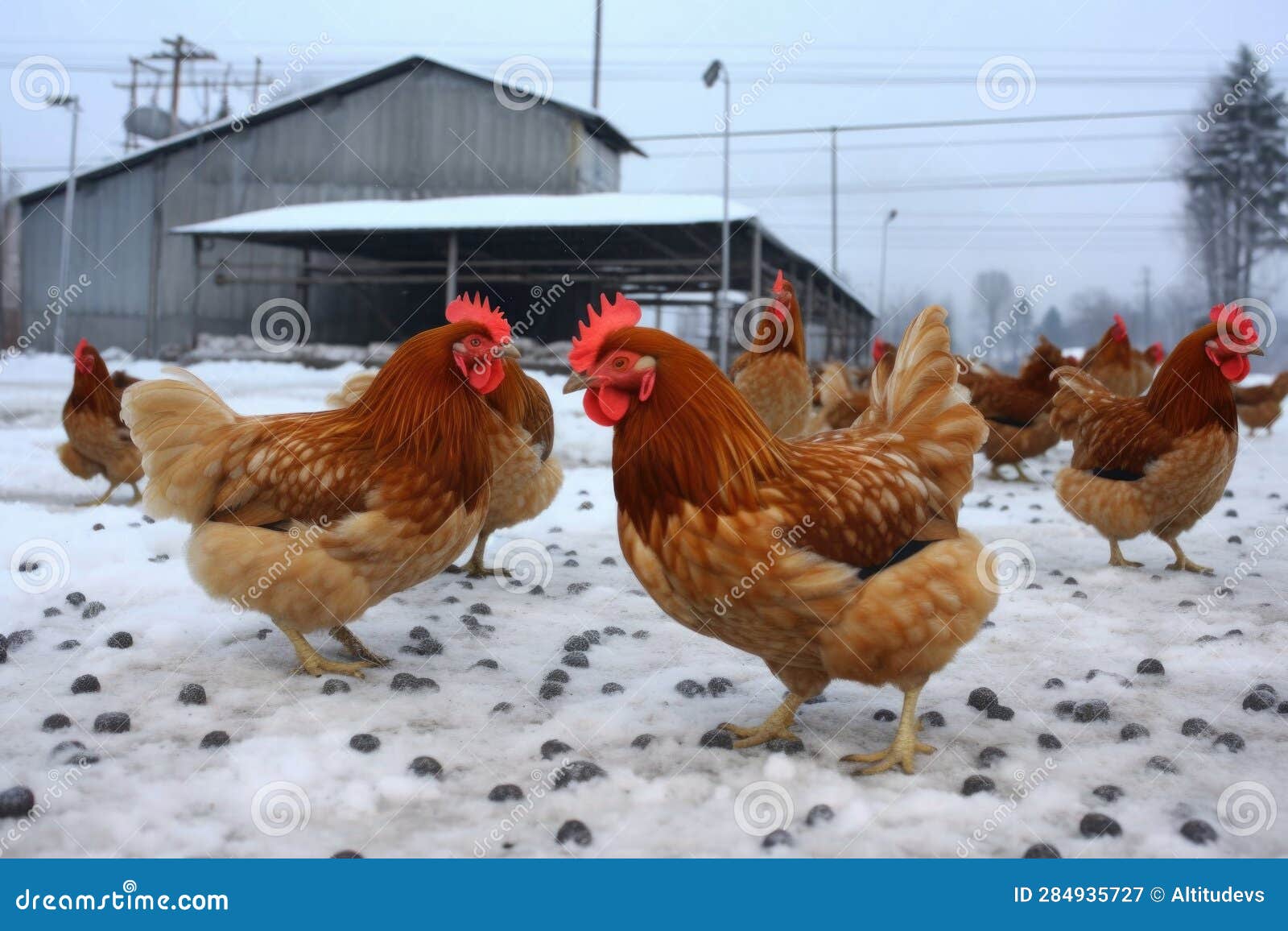 Chickens Pecking at Feed on Snowy Ground Stock Image - Image of ...