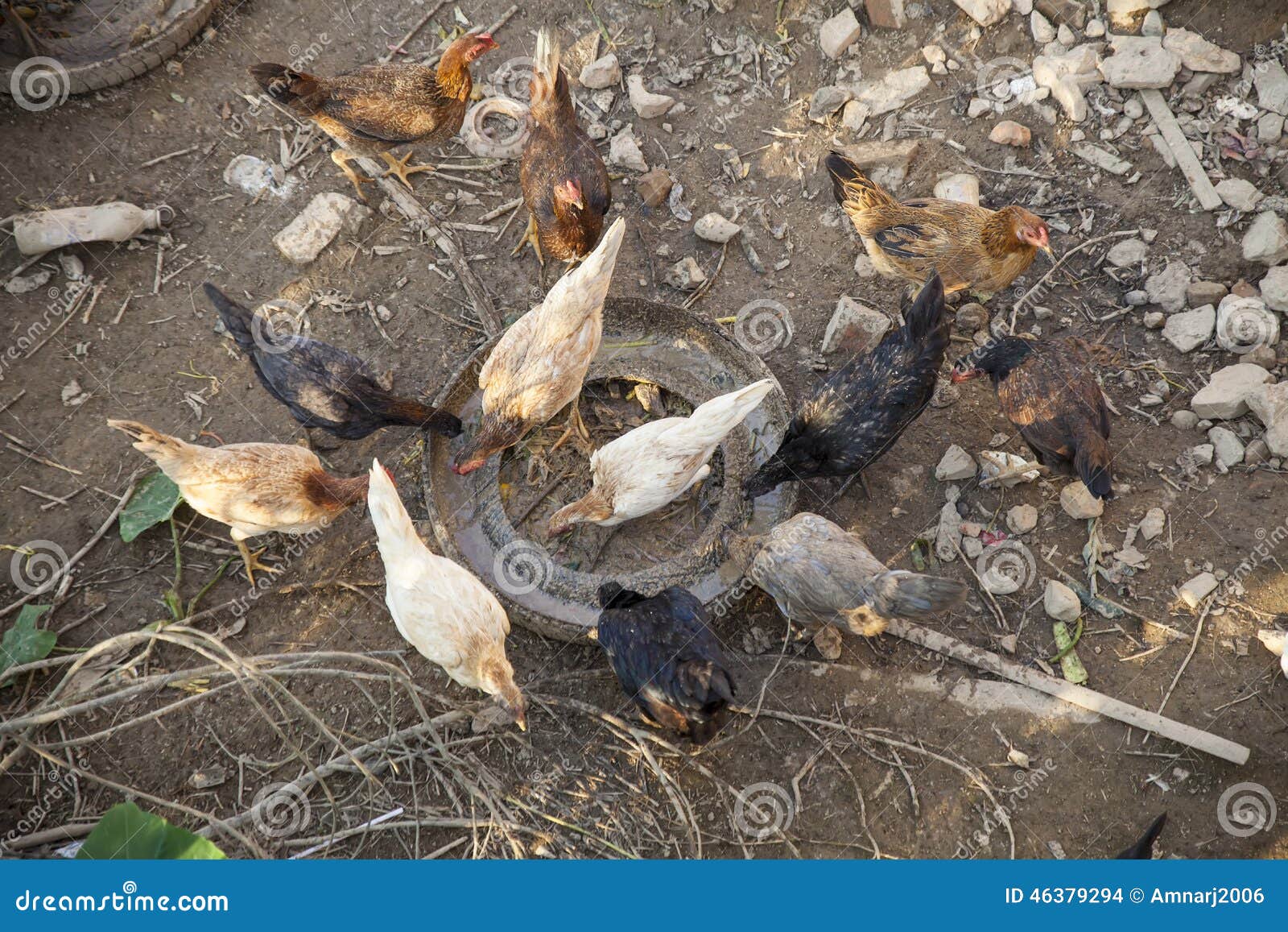 Chickens stock photo. Image of cute, animals, garden - 46379294