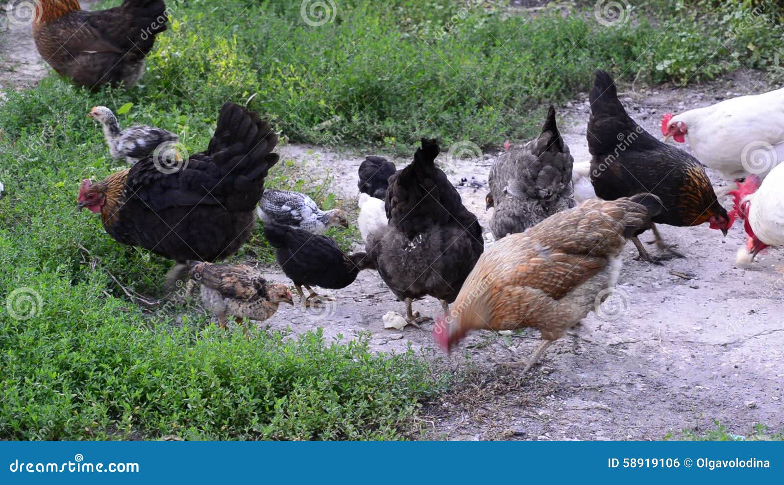 Chickens Pecking at Food in the Yard Stock Footage - Video of aviary ...