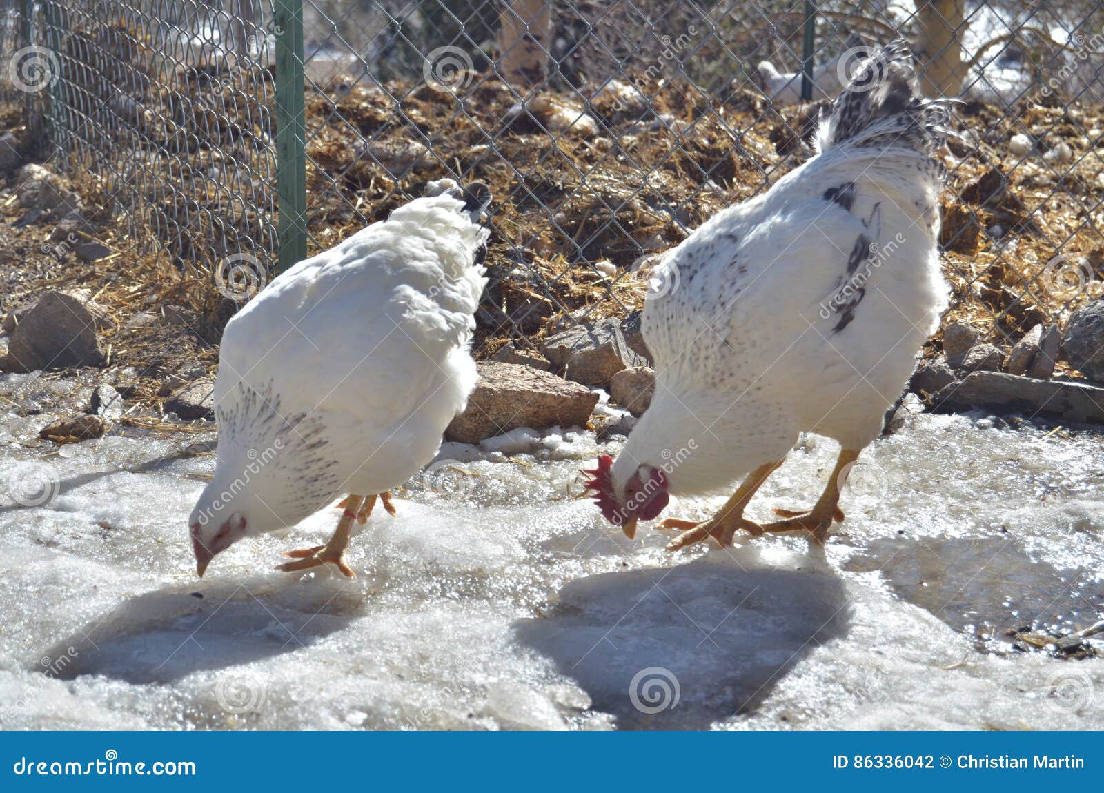 Chickens Pecking Around On A Dozen Eggs In Carton Stock Photo ...