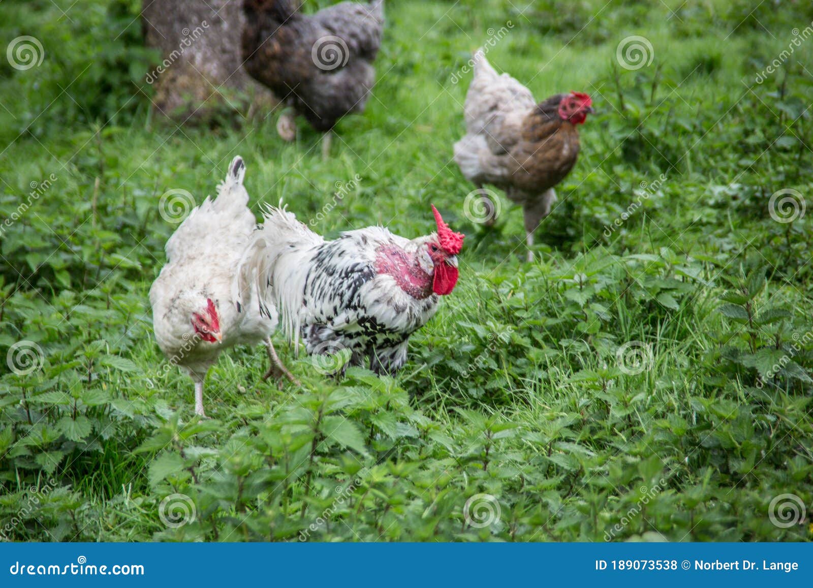 Chickens pecking on meadow stock photo. Image of comb - 189073538