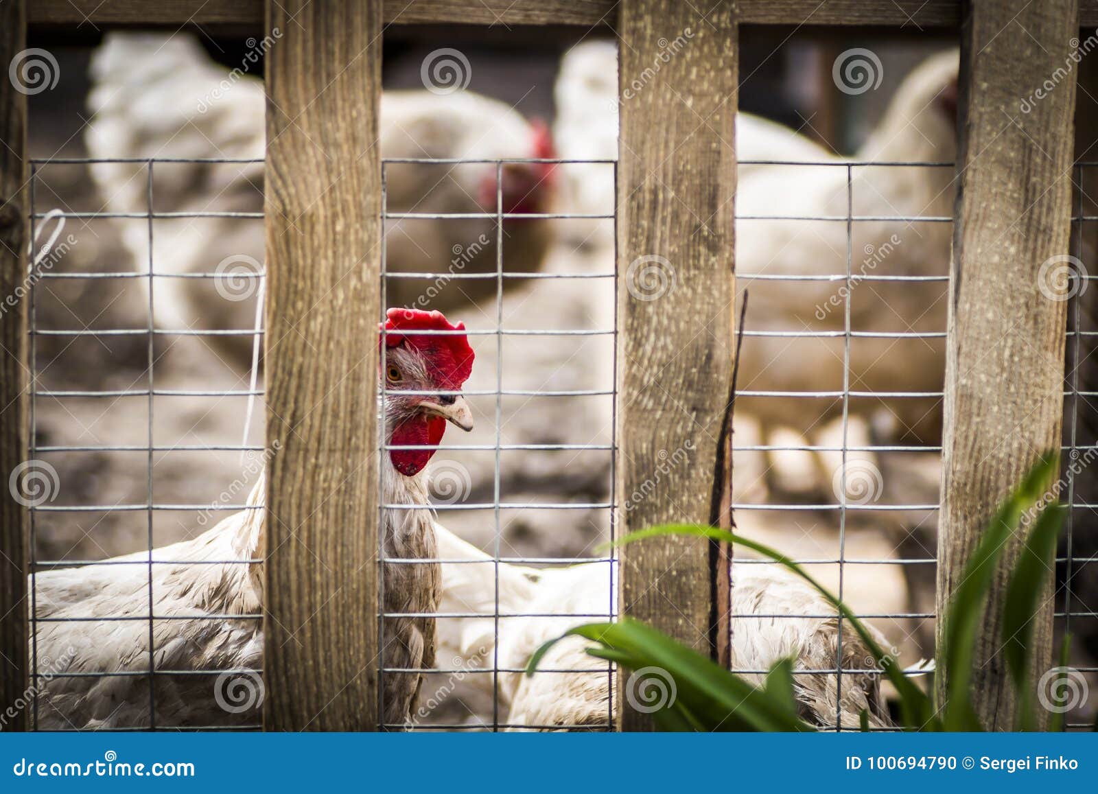 Chickens in the pen stock photo. Image of livestock - 100694790