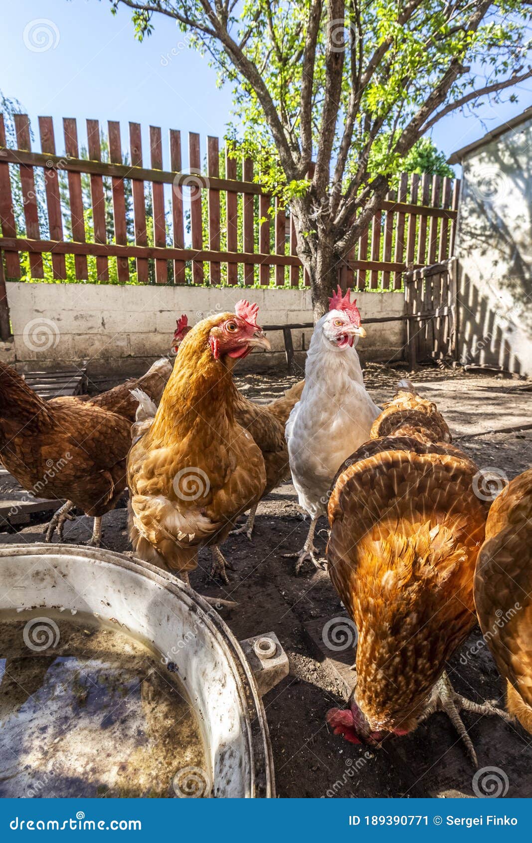 Chickens in the pen stock image. Image of hobbies, chick - 189390771