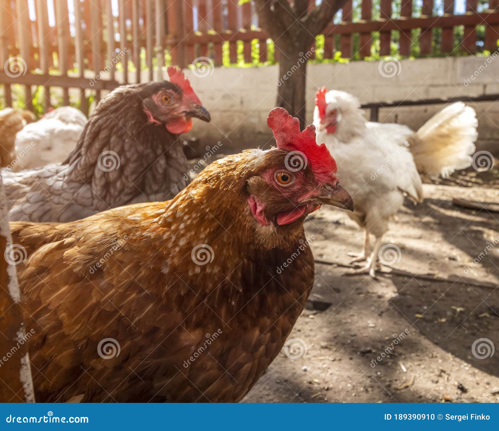 Chickens in the pen stock photo. Image of countryside - 189390910