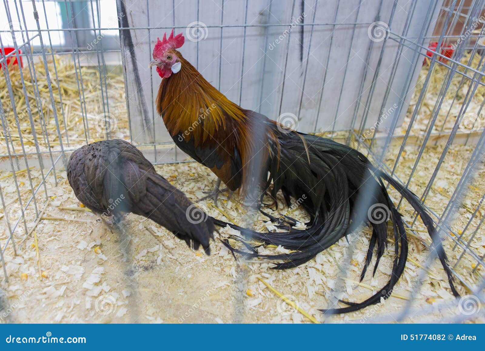 Rooster and a Chicken at an Agriculture Fair Stock Photo - Image of ...